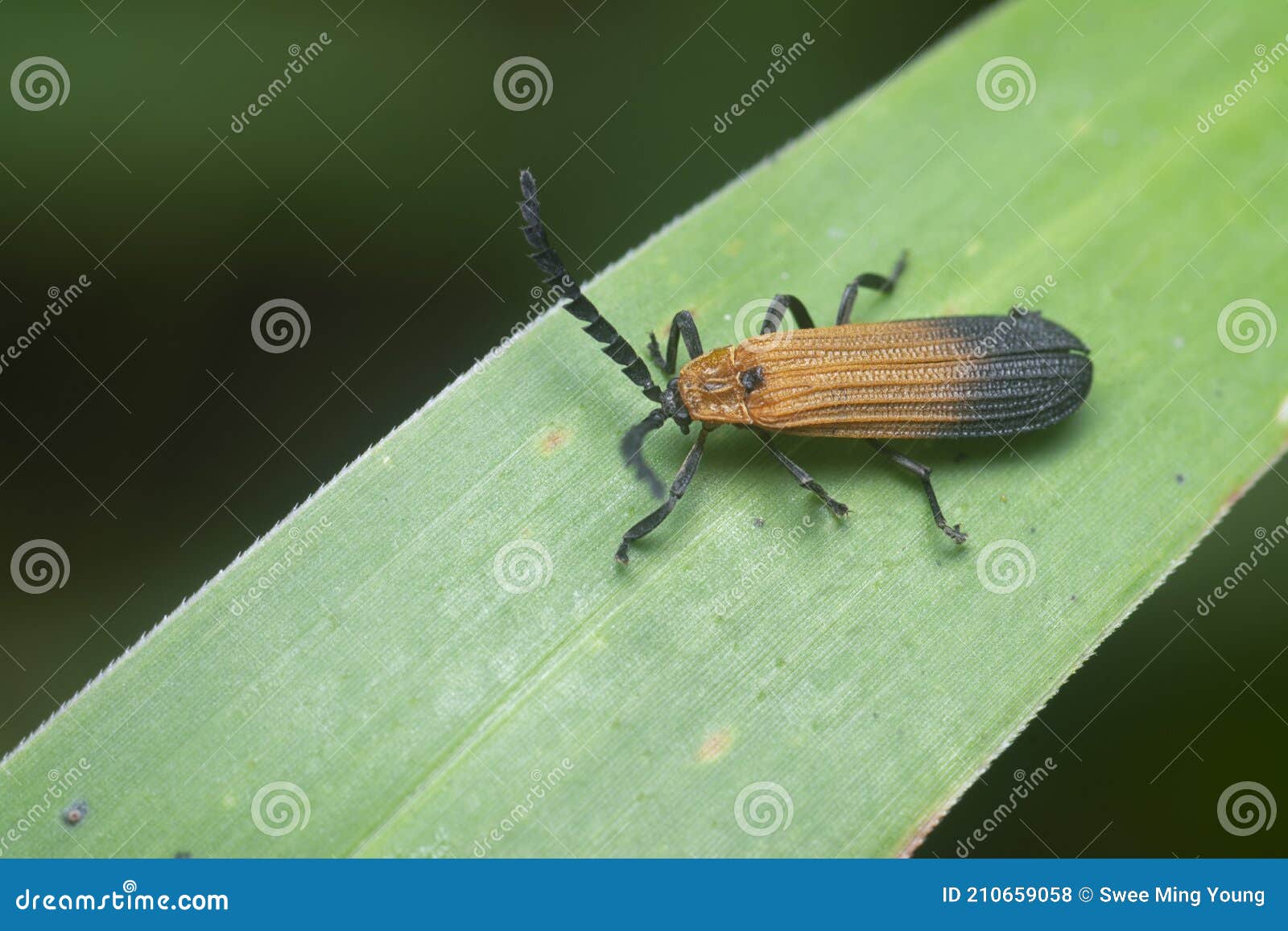 Close Shot of the Net-winged Beetle Stock Photo - Image of grass ...