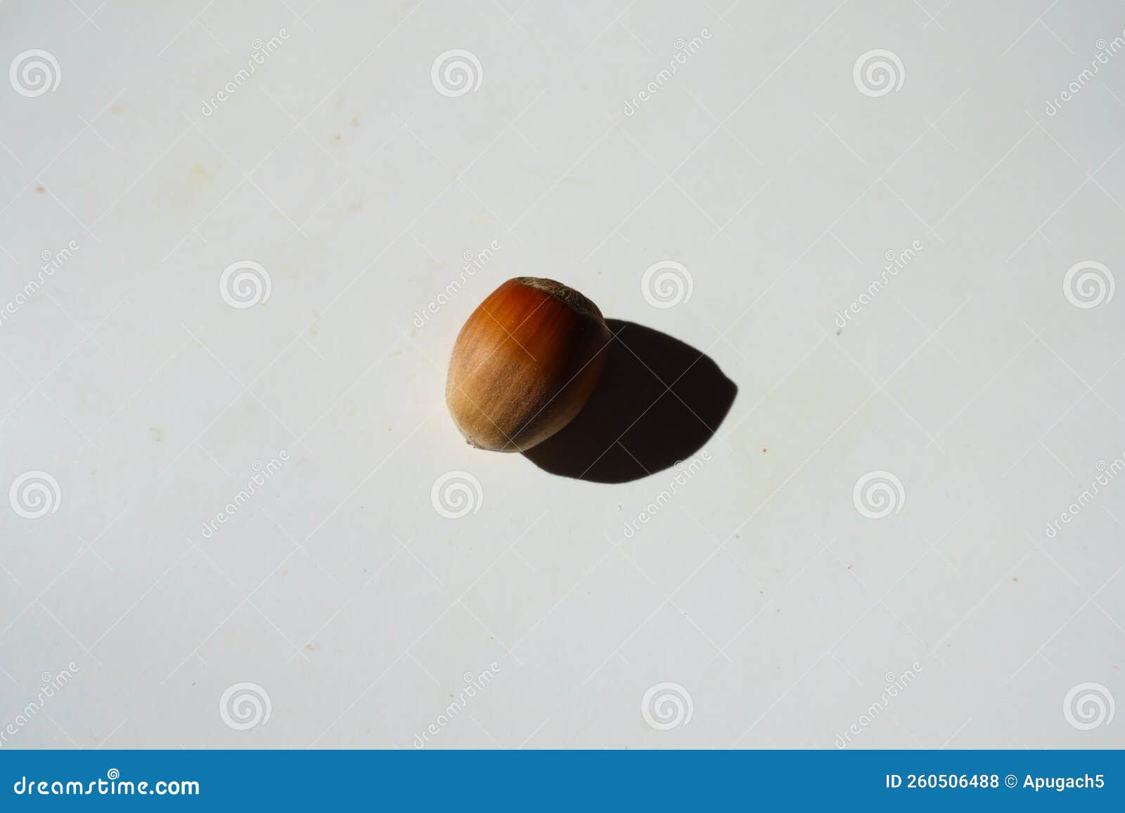 Close Shot of One Fully Ripe Unpeeled Hazelnut Stock Photo - Image of ...