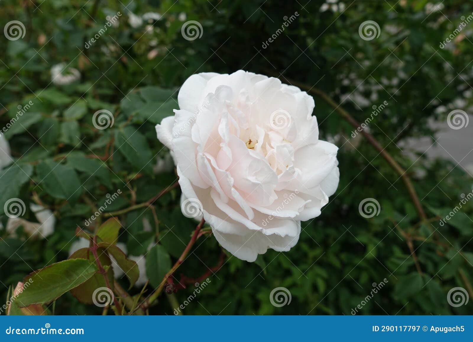 Close Shot of One Ivory White Flower of Rose in May Stock Image - Image ...
