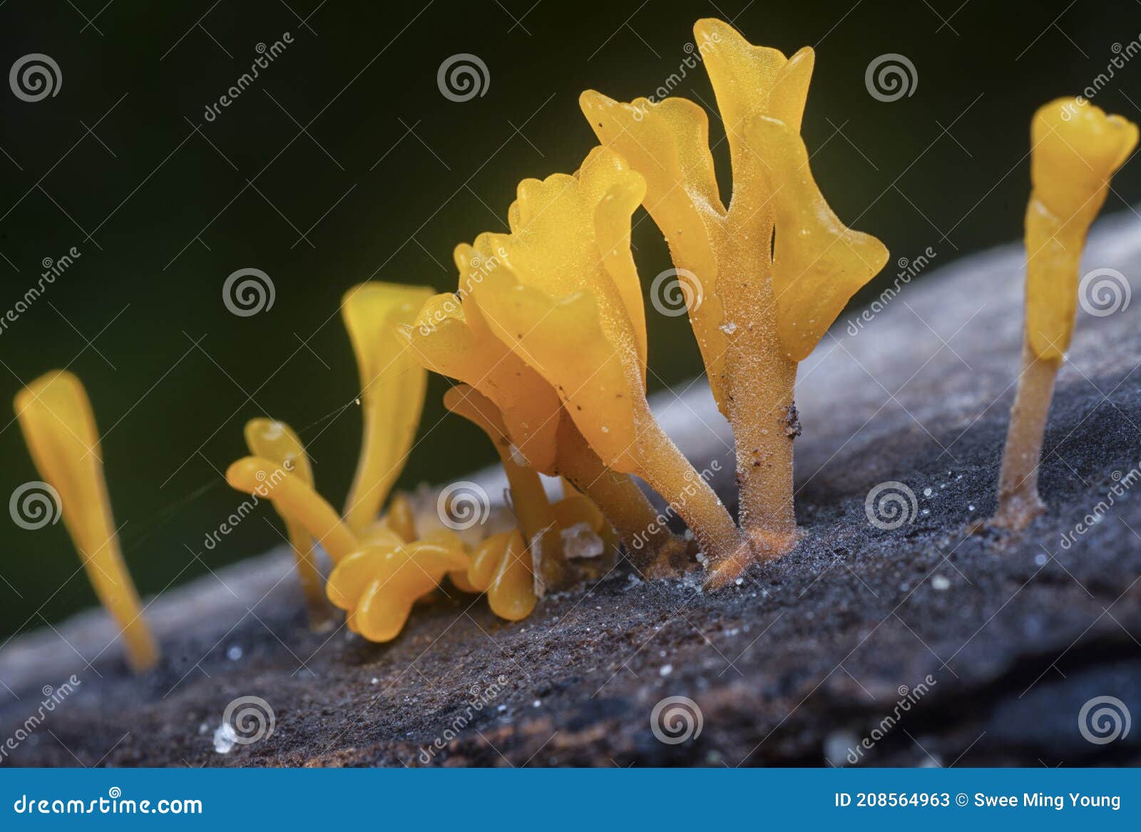 Guepinia Spathularia Stock Photos - Free & Royalty-Free Stock Photos ...