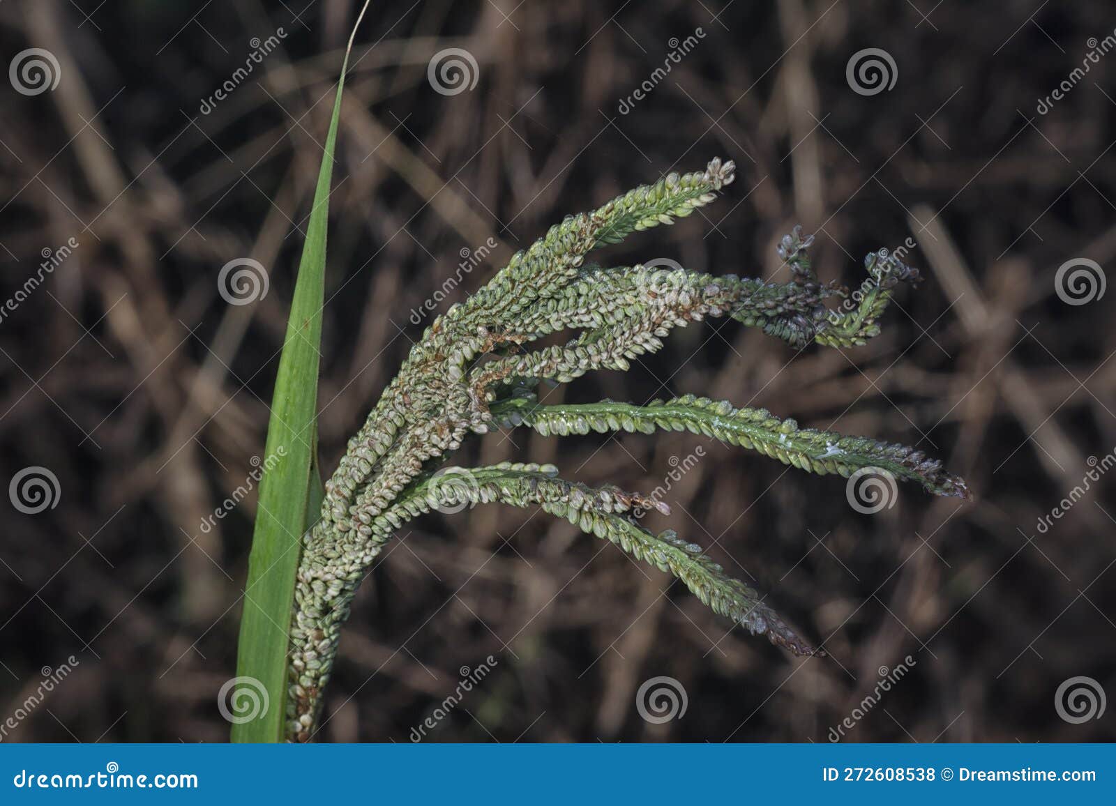 Close Shot of the Paspalum Stalk Seed Stem. Stock Photo - Image of ...