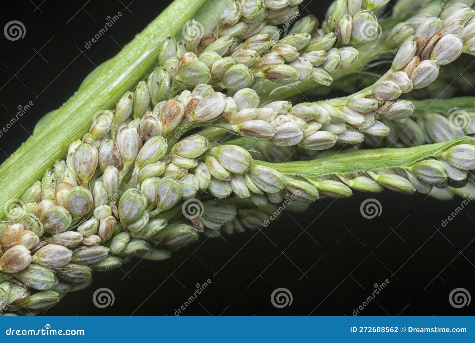 Close Shot of the Paspalum Stalk Seed Stem. Stock Photo - Image of ...