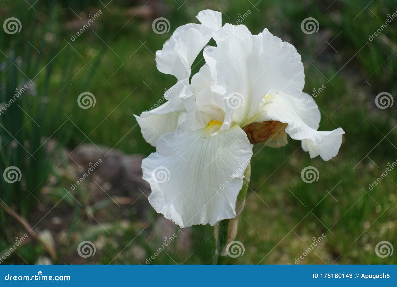 Close Shot of White Flower of Bearded Iris in May Stock Image - Image ...