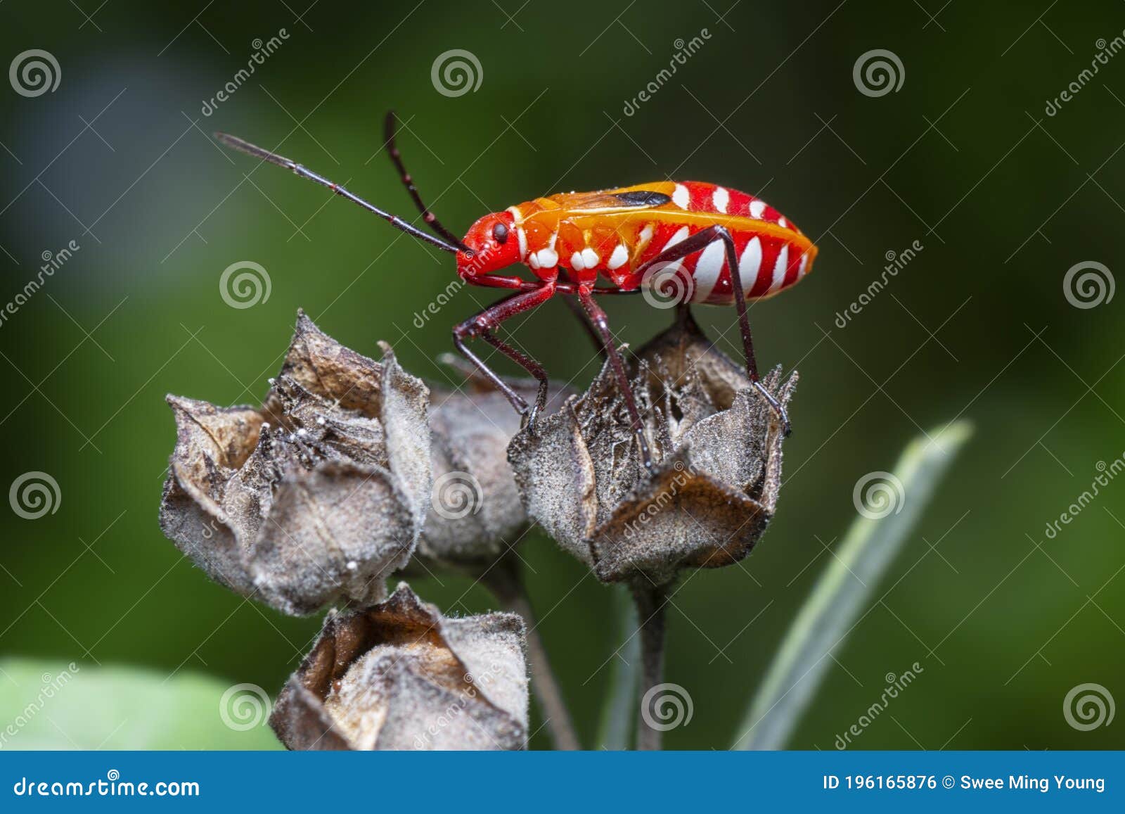Close Shot of the Red Dysdercus Cingulatus Stock Photo - Image of ...