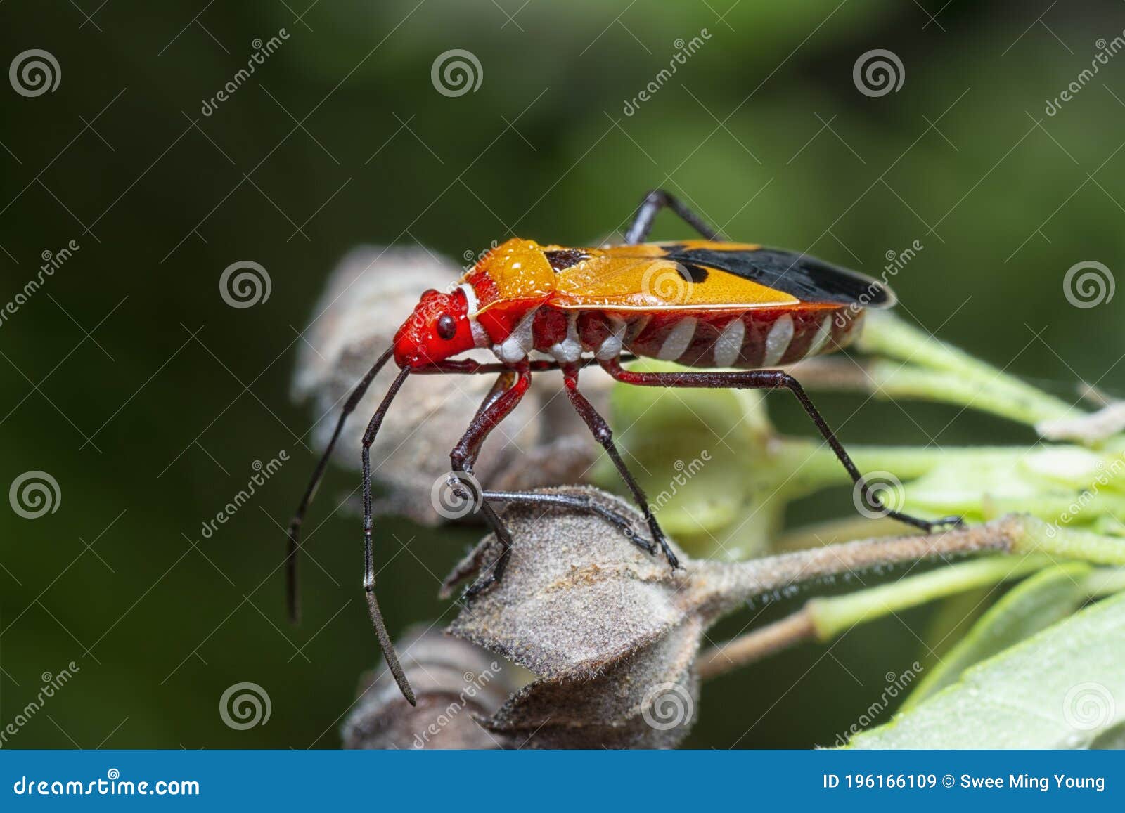 Close Shot of the Red Dysdercus Cingulatus Stock Image - Image of ...