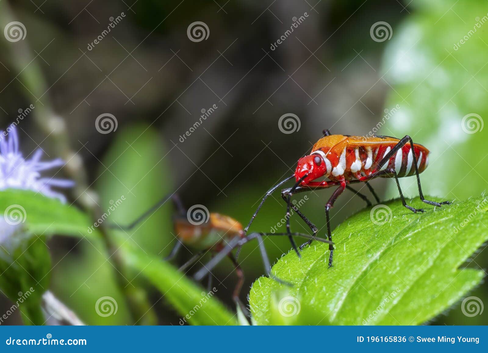 Close Shot of the Red Dysdercus Cingulatus Stock Photo - Image of ...