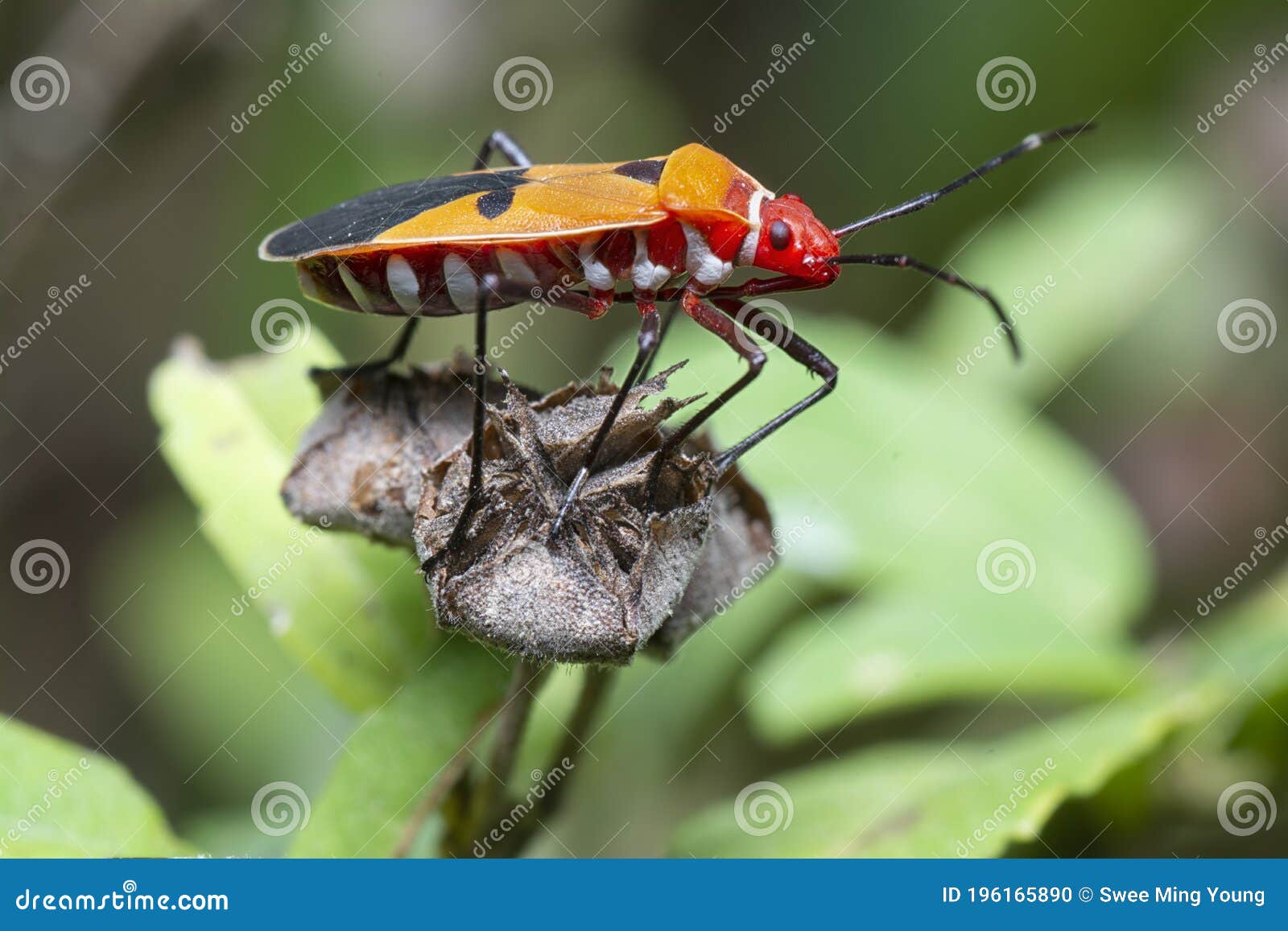Close Shot of the Red Dysdercus Cingulatus Stock Photo - Image of ...