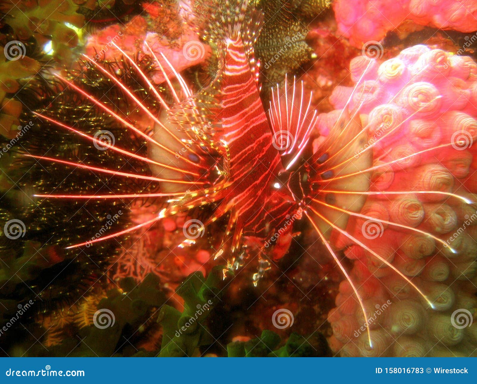 Close Shot of a Red Exotic Fish Swimming Underwater Stock Image - Image ...