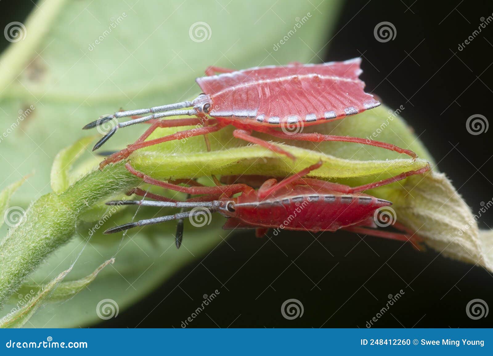 Close Shot of a Red Pycanum Rubens Nymphs Stock Photo - Image of ...
