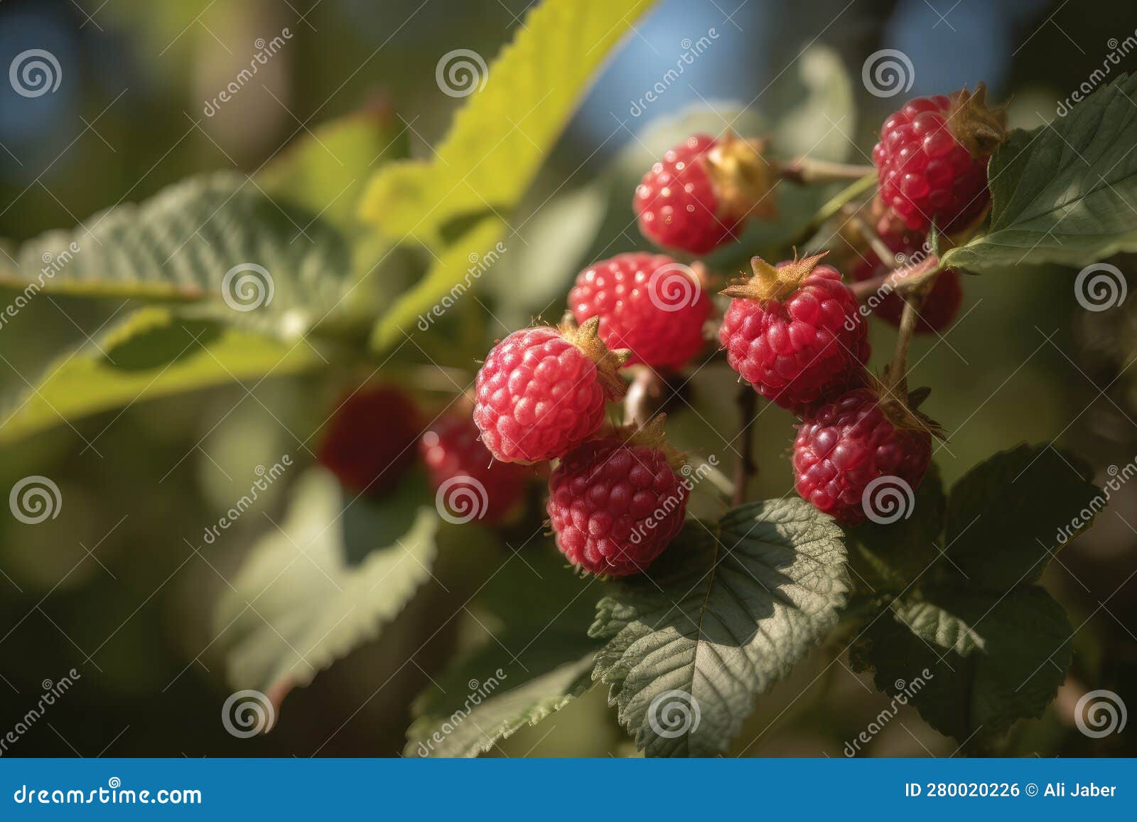 A Close Shot of a Red Raspberry Tree Ai Generative Illustration Stock ...