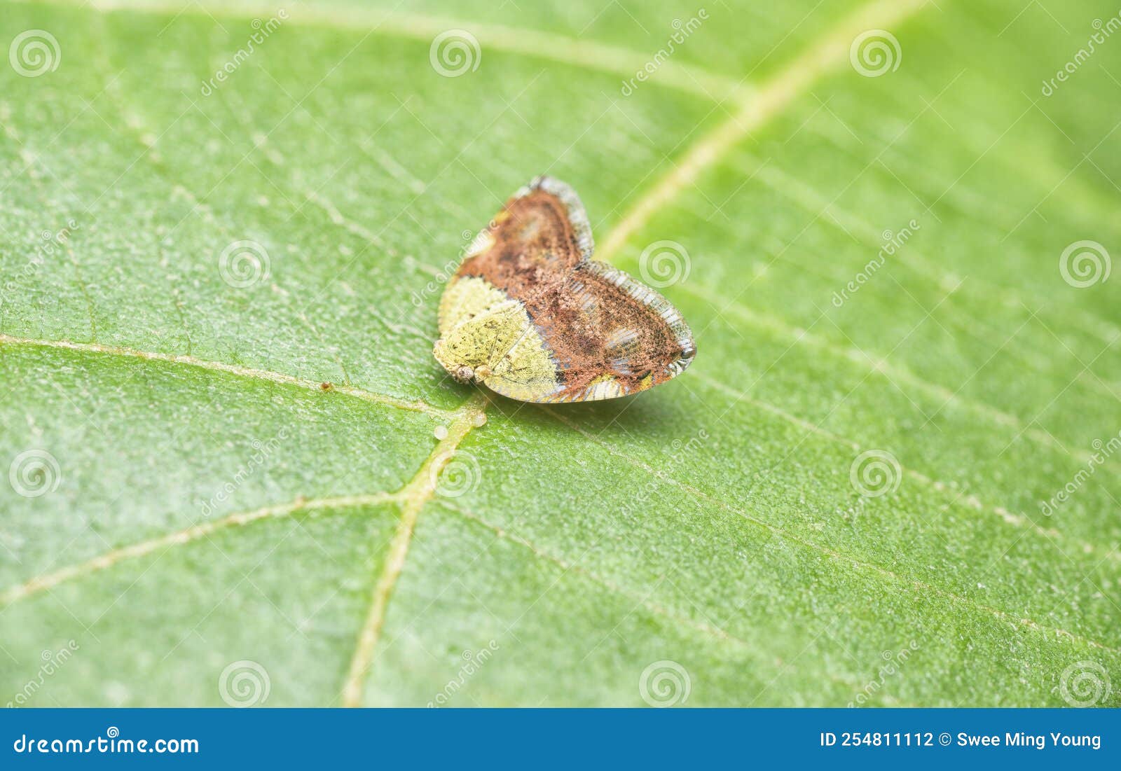Close Shot of the Ricanula Stigmatica Bug Stock Photo - Image of fauna ...