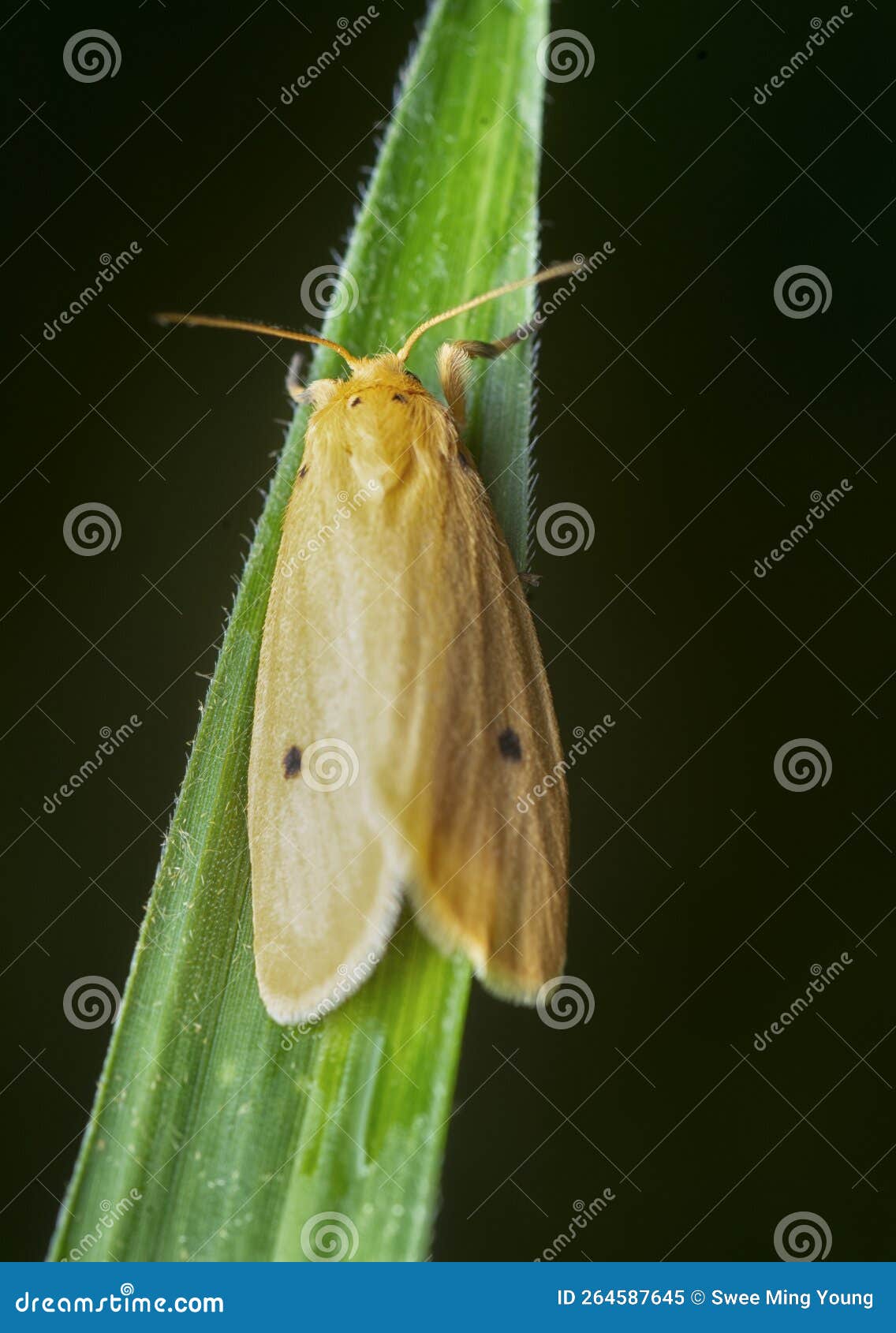 Close Shot of the Rice Yellow Stem Borer Moth Stock Image - Image of ...