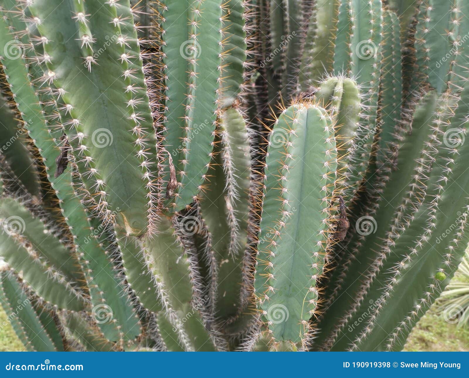 Close Shot of Barbed-wire Cactus Stock Photo - Image of beak ...