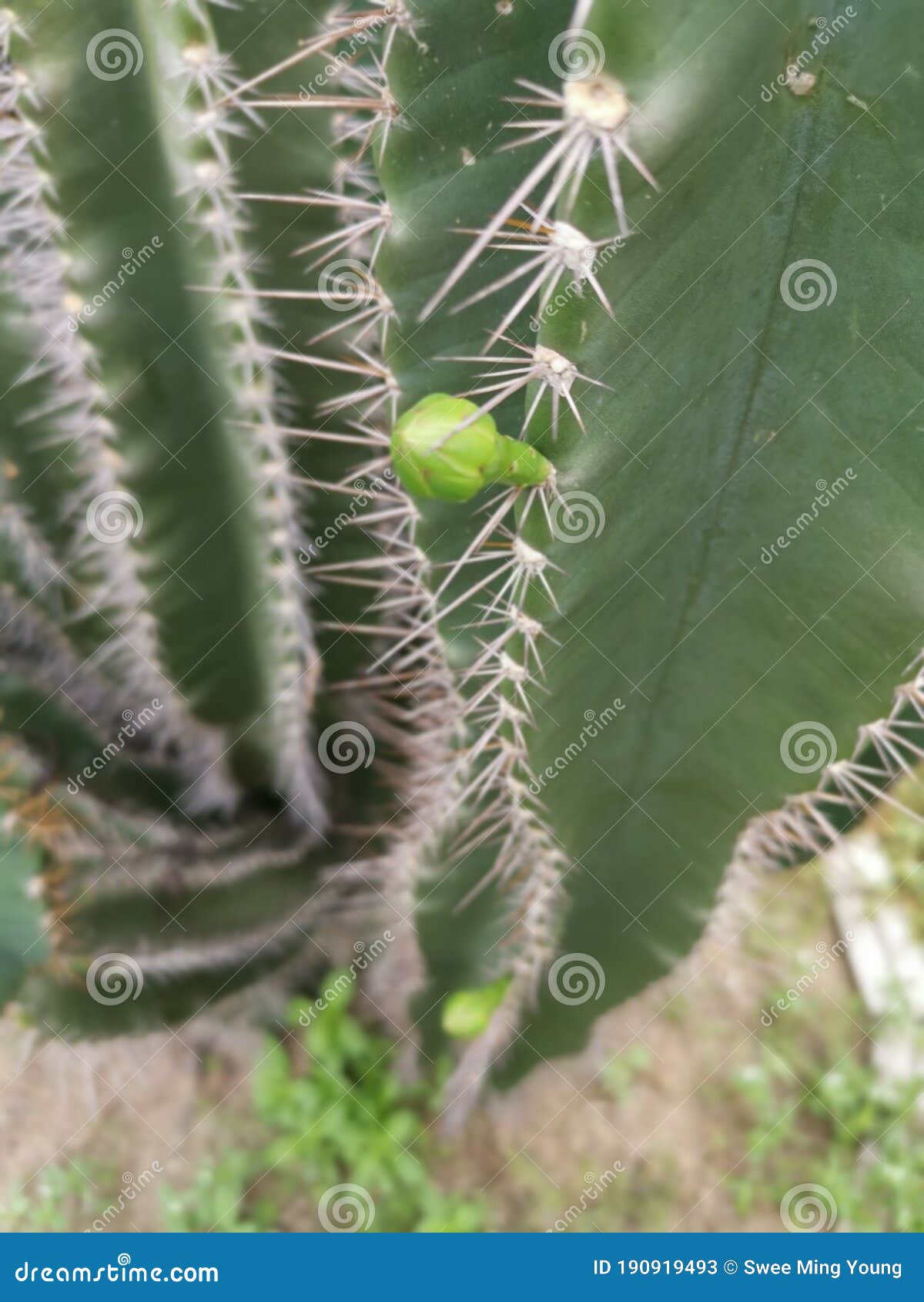 Close Shot of Barbed-wire Cactus Stock Image - Image of outdoor ...