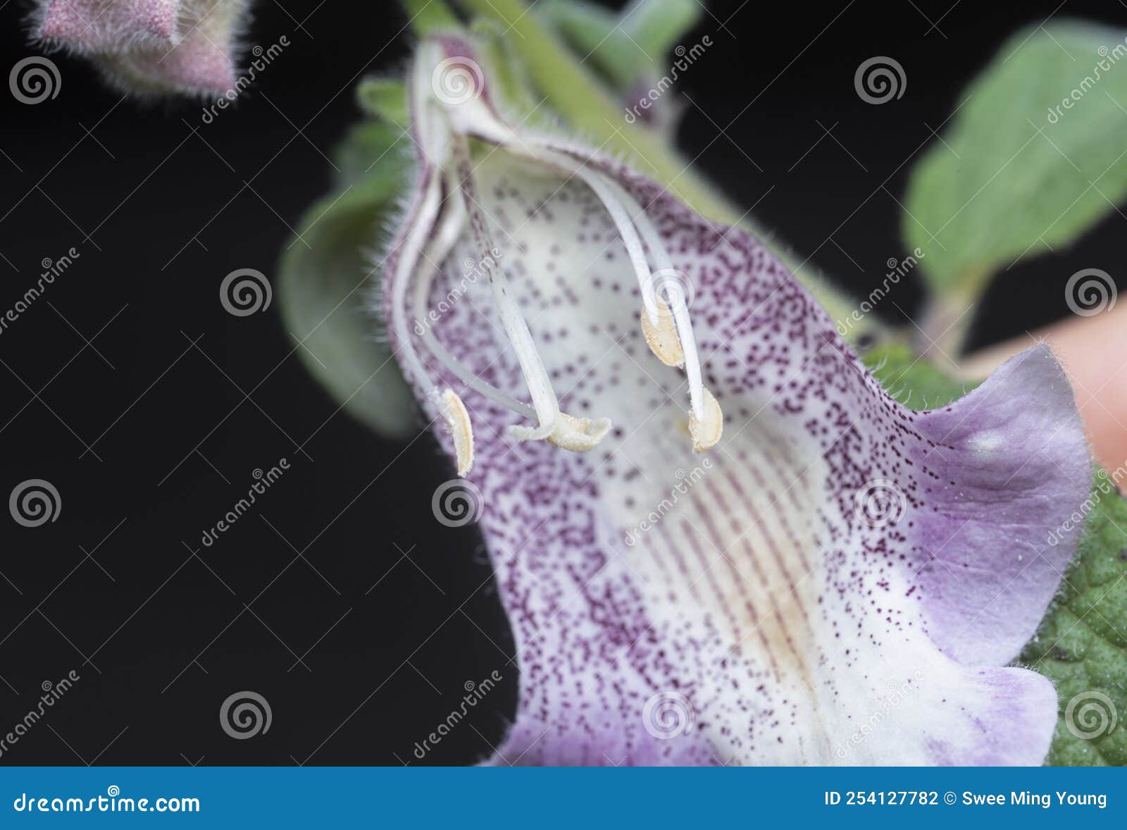 Close Shot of the Sesamum Radiatum Flower Stock Photo - Image of ...