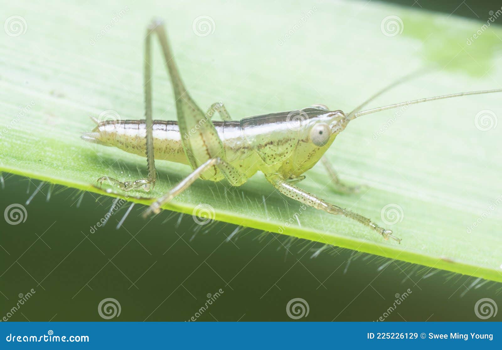 Nymph Of Meadow Spittlebug Philaenus Spumarius, Spittlebug Comes Out Of ...
