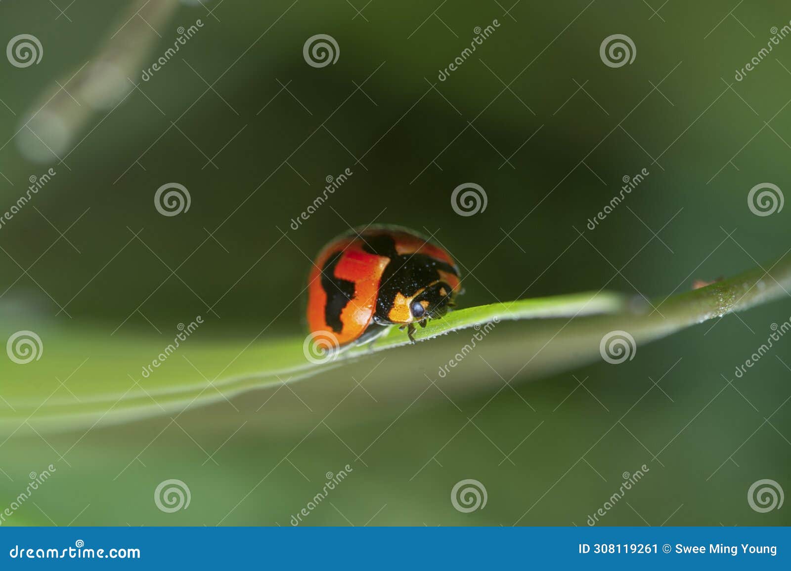 Close Shot of the Small Transverse Ladybird Beetle. Stock Image - Image ...