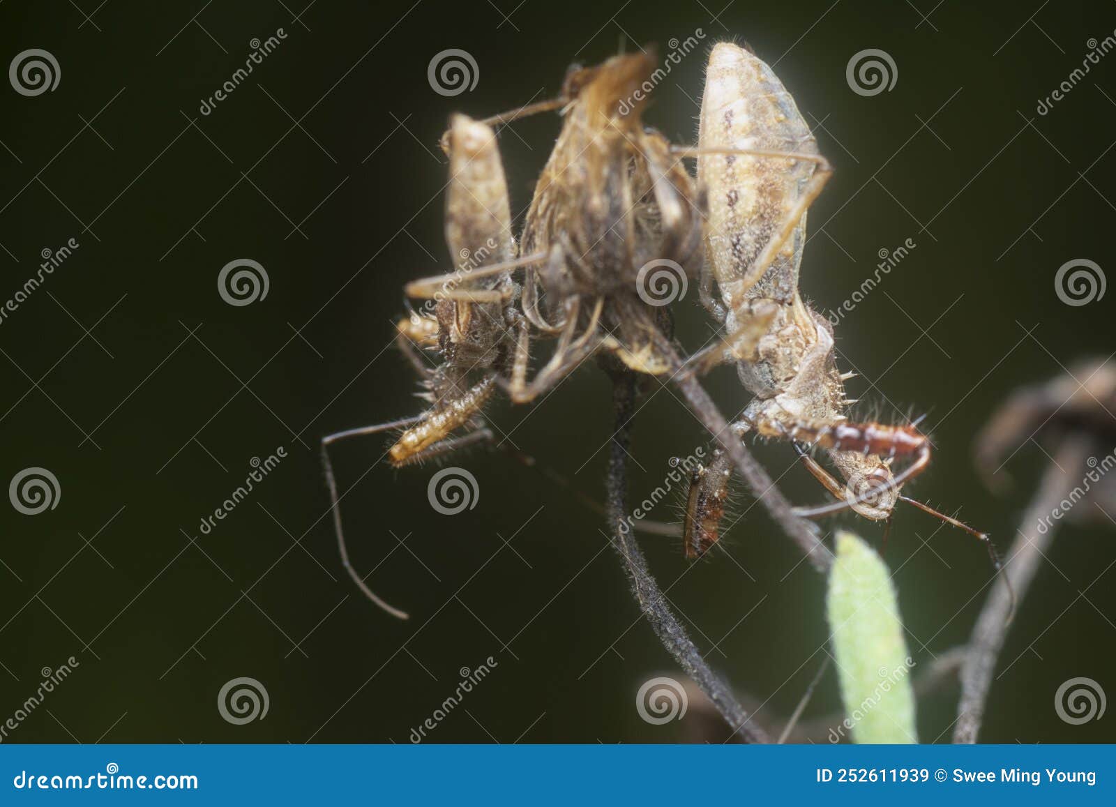 Close Shot of the Spined Assassin Bug Stock Image - Image of creepy ...
