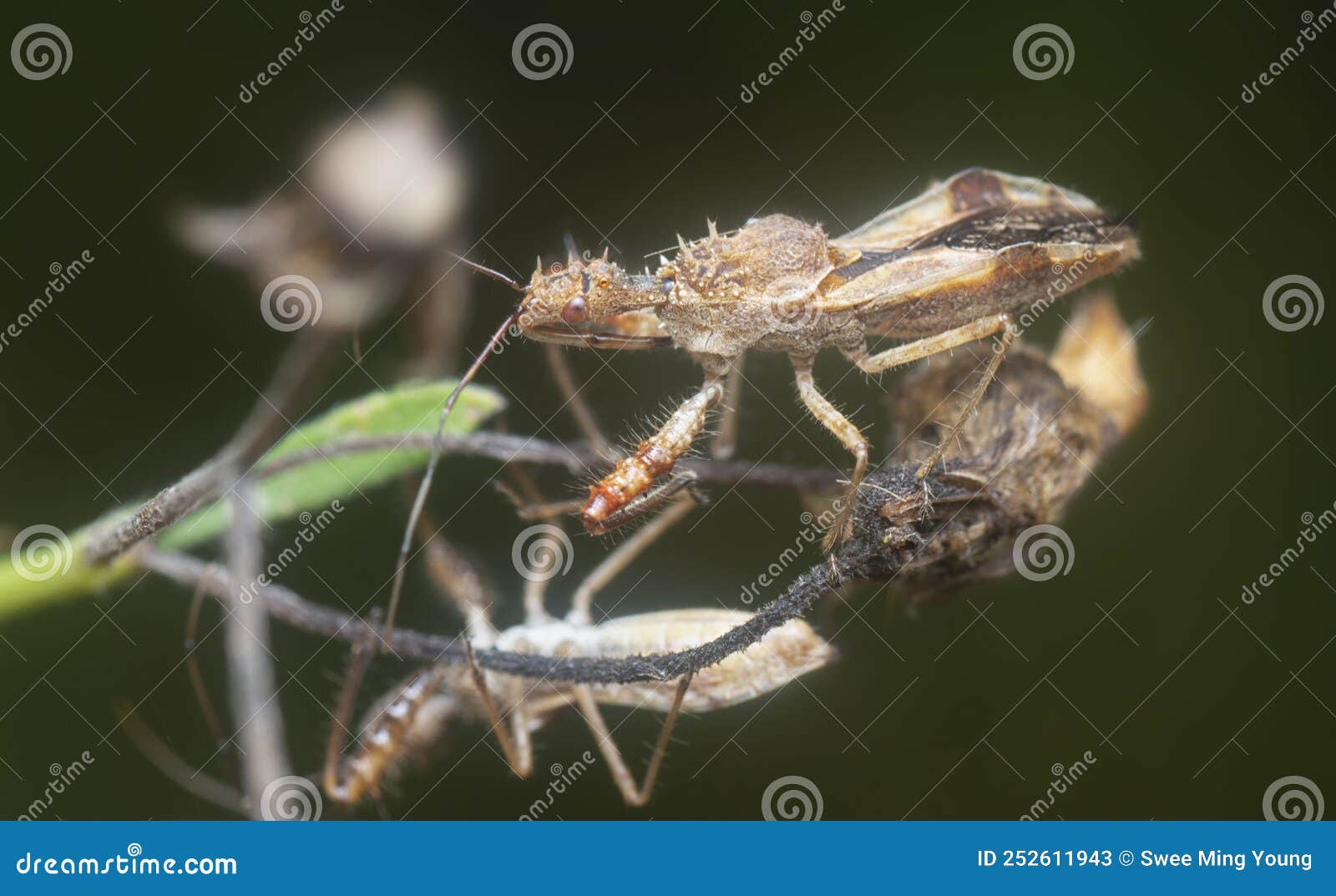 Close Shot of the Spined Assassin Bug Stock Image - Image of ...