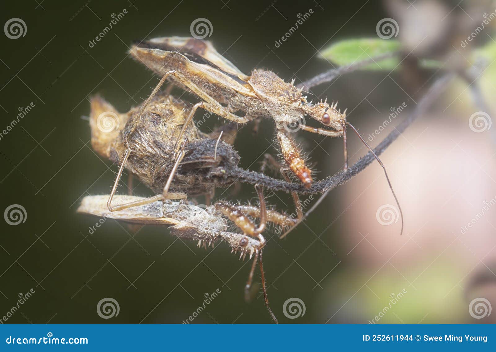 Close Shot of the Spined Assassin Bug Stock Photo - Image of fang ...