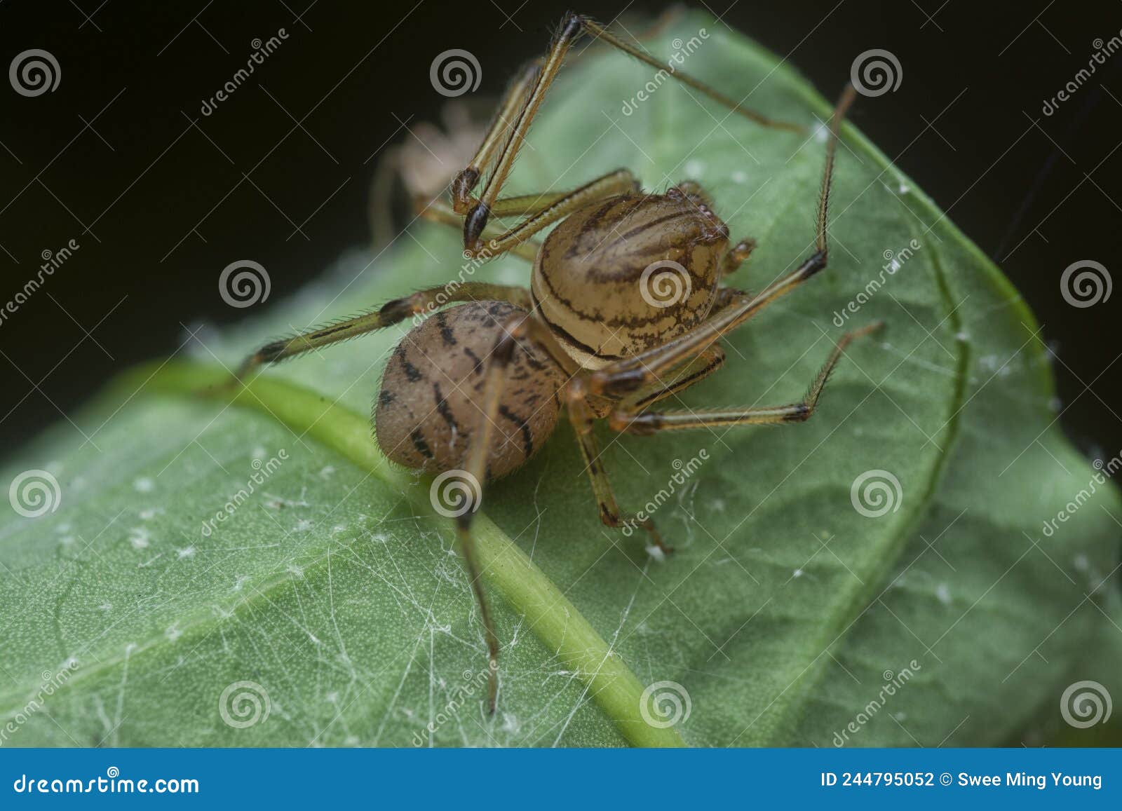 Close Shot of the Spitting Spider Stock Photo - Image of garden, pest ...
