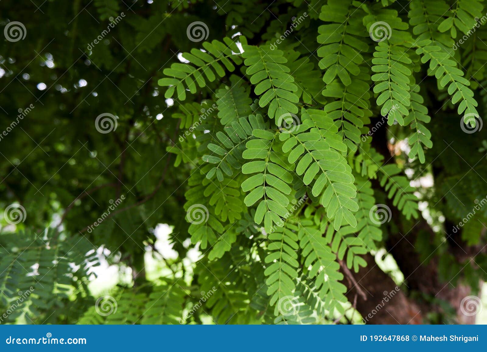 Close Shot of Tamarind Tree Fresh Leaves Isolated on Tree Stock Photo ...