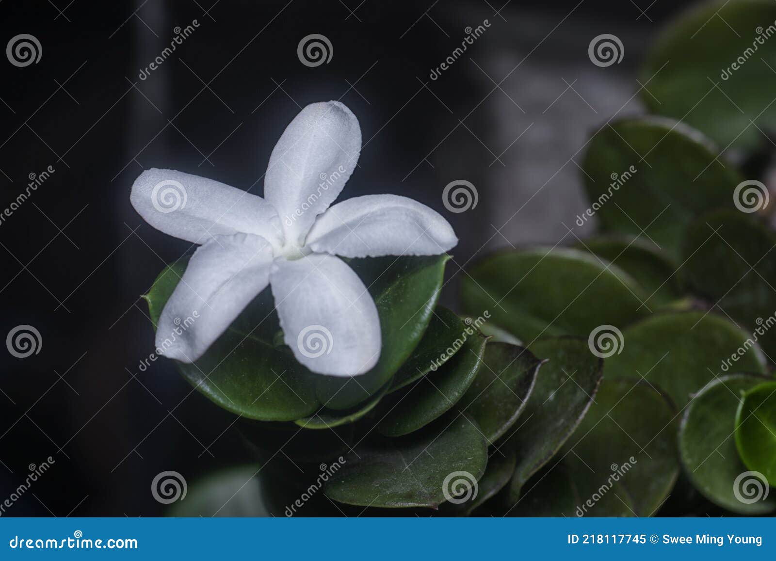 Close Shot of Tiny White Carissa Macrocarpa Flower Stock Image - Image ...