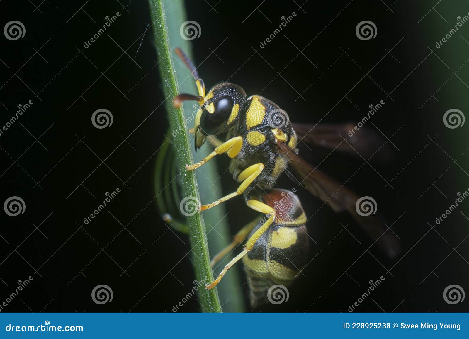Close Shot of the Tropical Paper Wasp Stock Photo - Image of abdomen ...