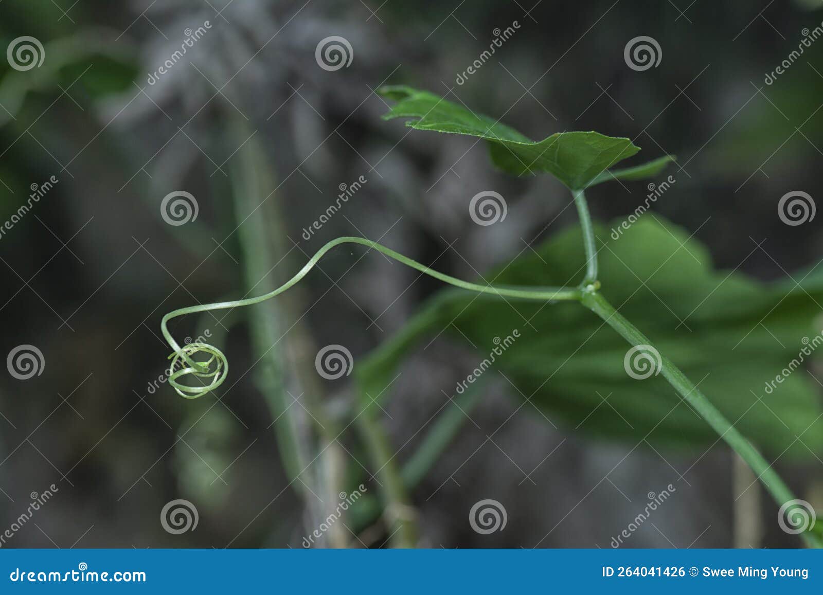 Close Shot of the Twisting Tendril Plant Stock Photo - Image of leaves ...