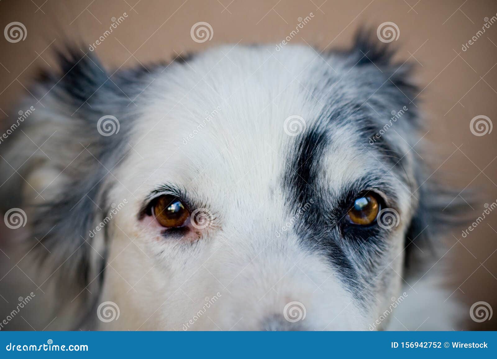 Close Shot of a White Dog Eyes Looking at the Camera with a Blurred ...