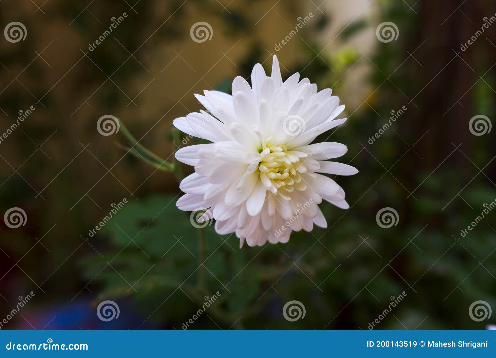 Close Shot of White Sevanthi Chrysanthemum Flower Isolated in Garden ...