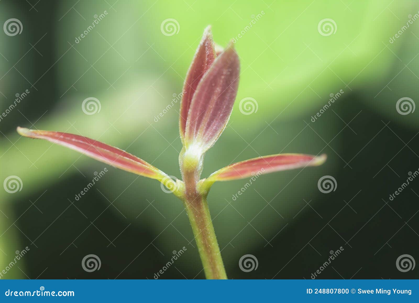 Close Shot of the Wild Cinnamomum Iners Shoots. Stock Photo - Image of ...