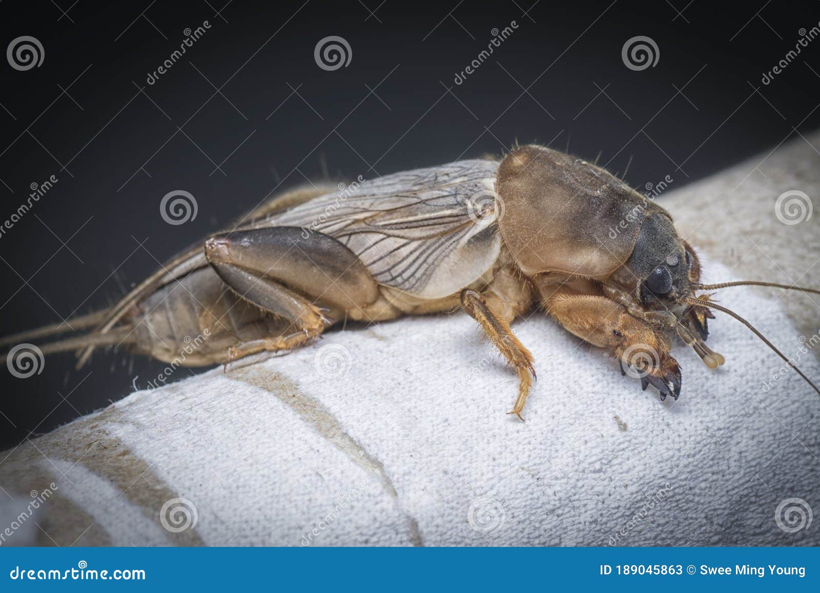 Close Shot of the Wild Mole Cricket. Stock Image - Image of depredator ...