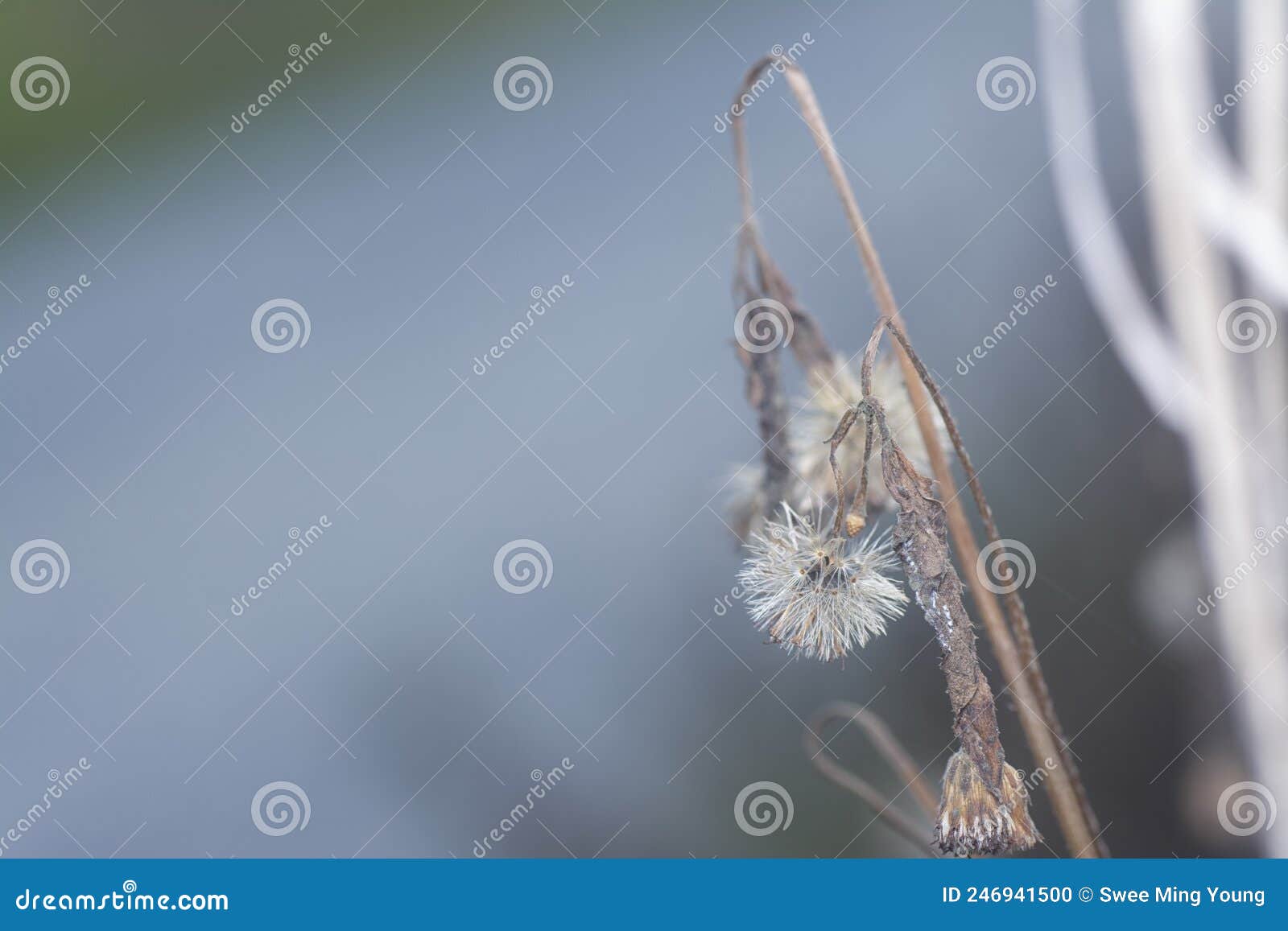 Close Shot of the Withering Ageratum Conyzoides Flower Stock Photo ...