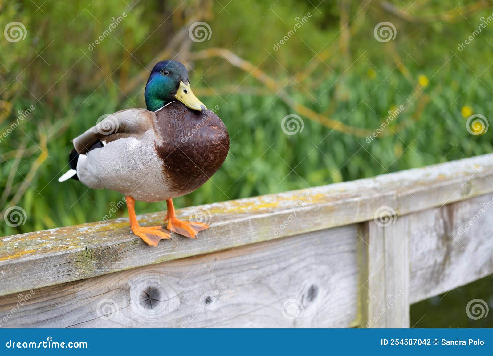 Close Side View of a Duck Looking at Camera Standing on a Handrail ...