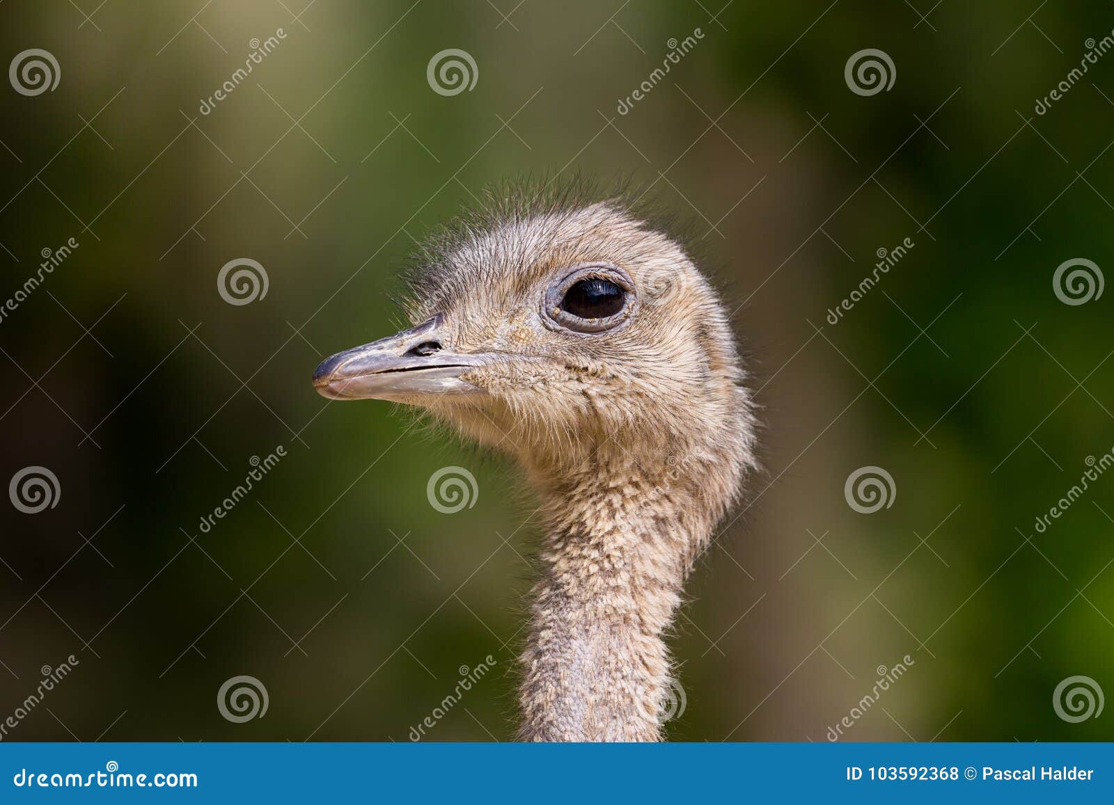 Close Side View Ostrich Struthio Camelus Head in Sunlight Stock Photo ...
