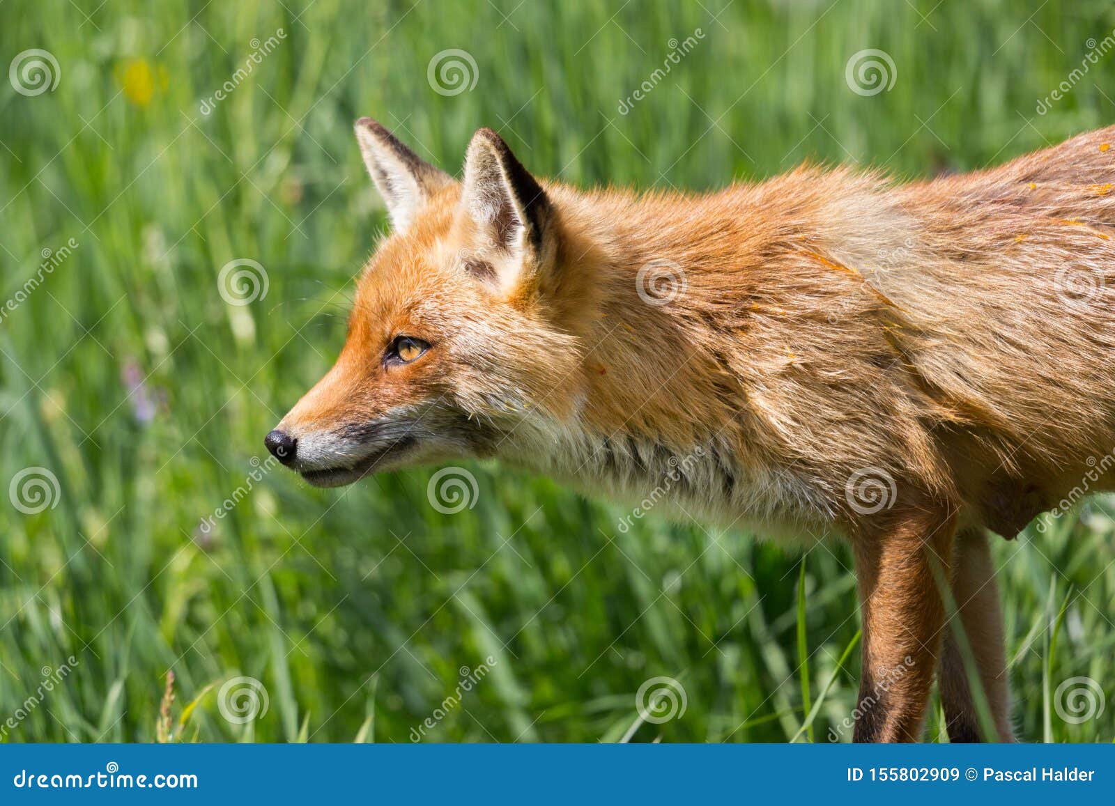 Side View Red Fox Vulpes Walking through Green Grass Stock Image ...