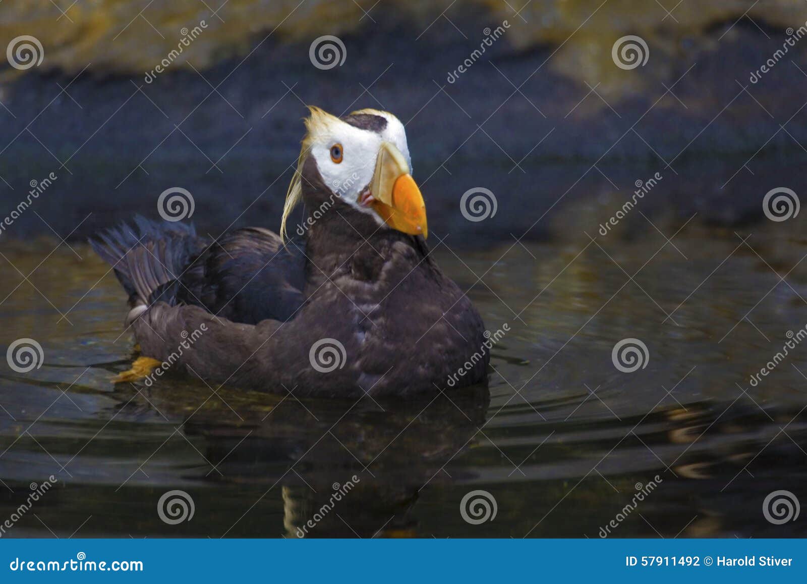 Close Side View of a Tufted Puffin Stock Photo - Image of copper ...
