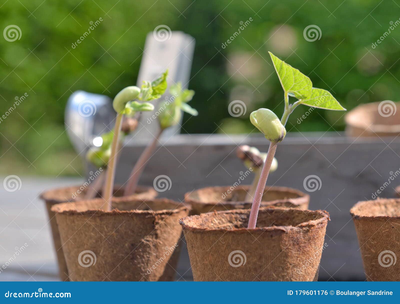 Sprout of Bean Growing in a Peat Pot Stock Photo - Image of peat, seed ...