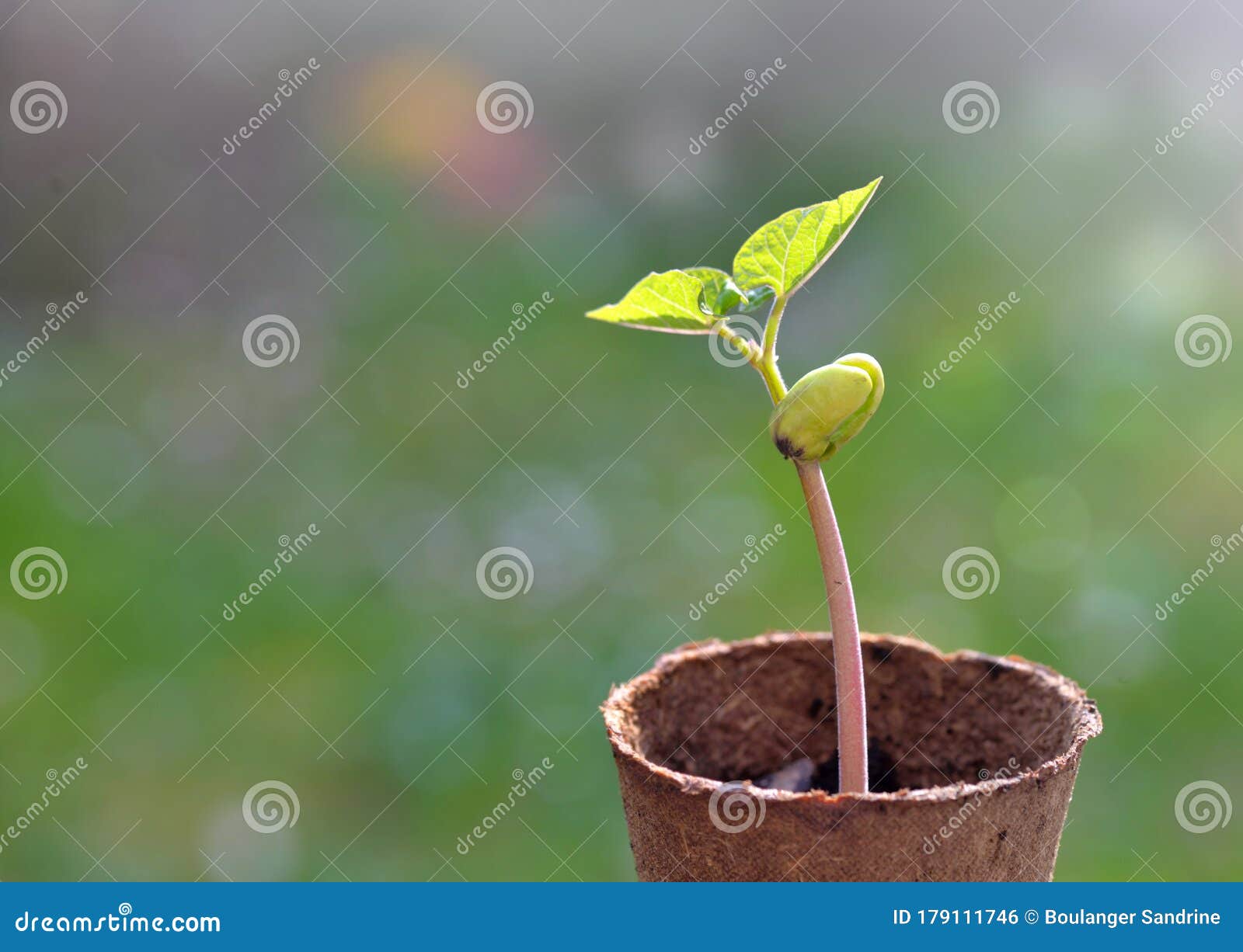 Sprout of a Bean Growing in a Peat Pot in Garden Stock Photo - Image of ...