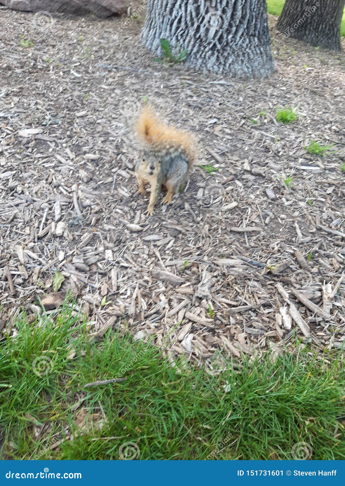 Close Squirrel stock image. Image of closeup, close - 151731601