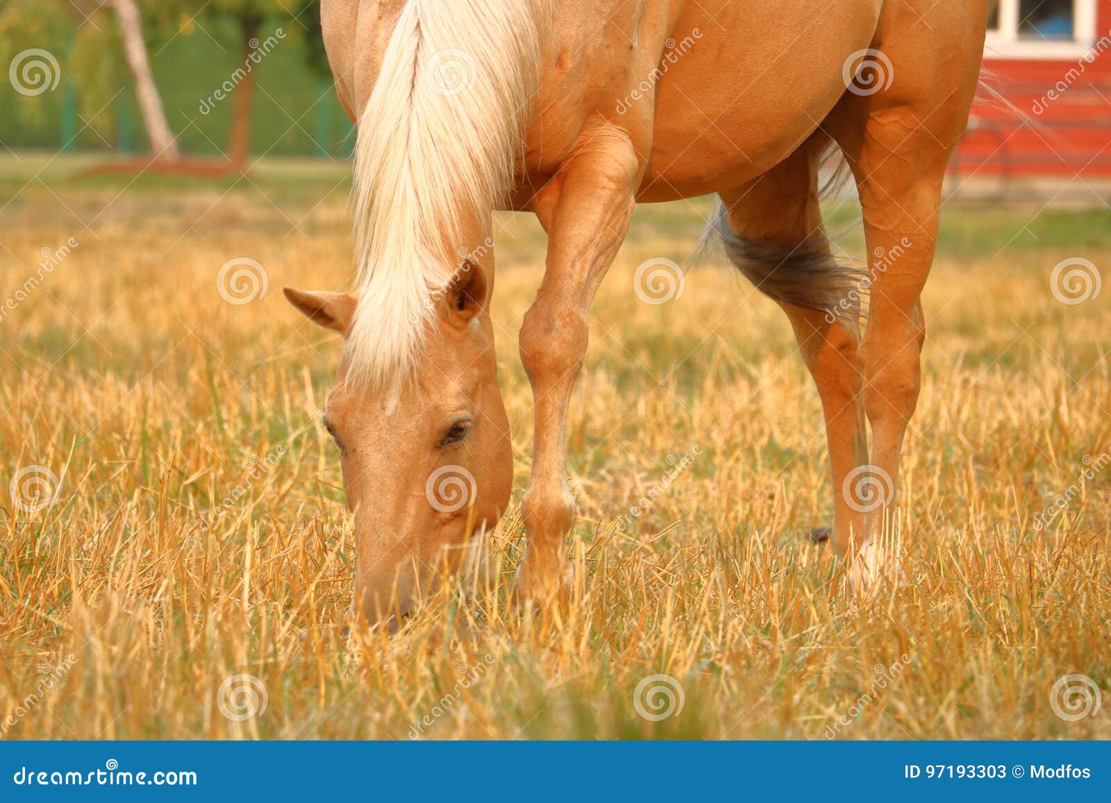 Close on Stallion Grazing stock image. Image of gold - 97193303