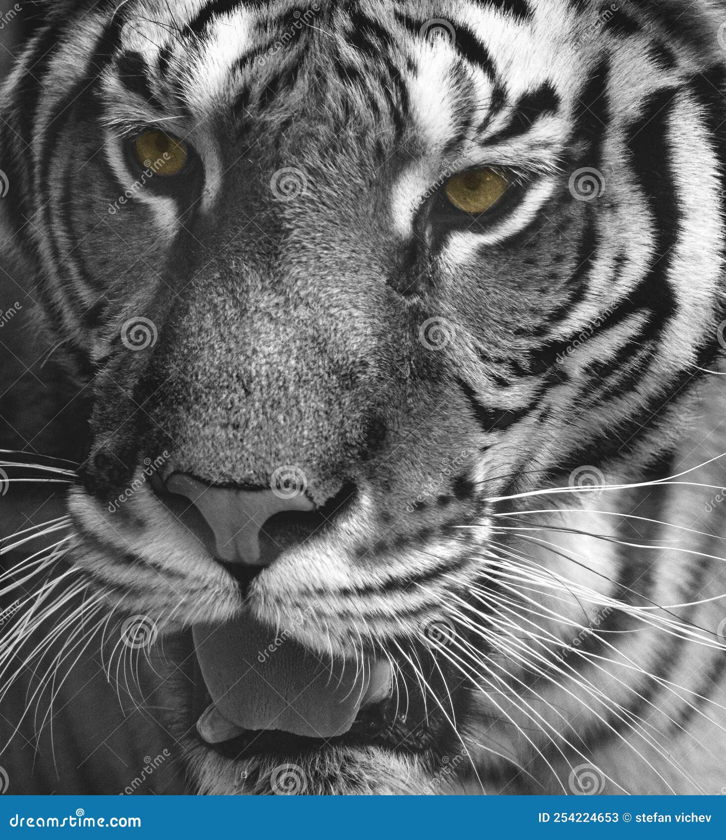 Close Up Tiger Face Profile Royalty-Free Stock Photography ...