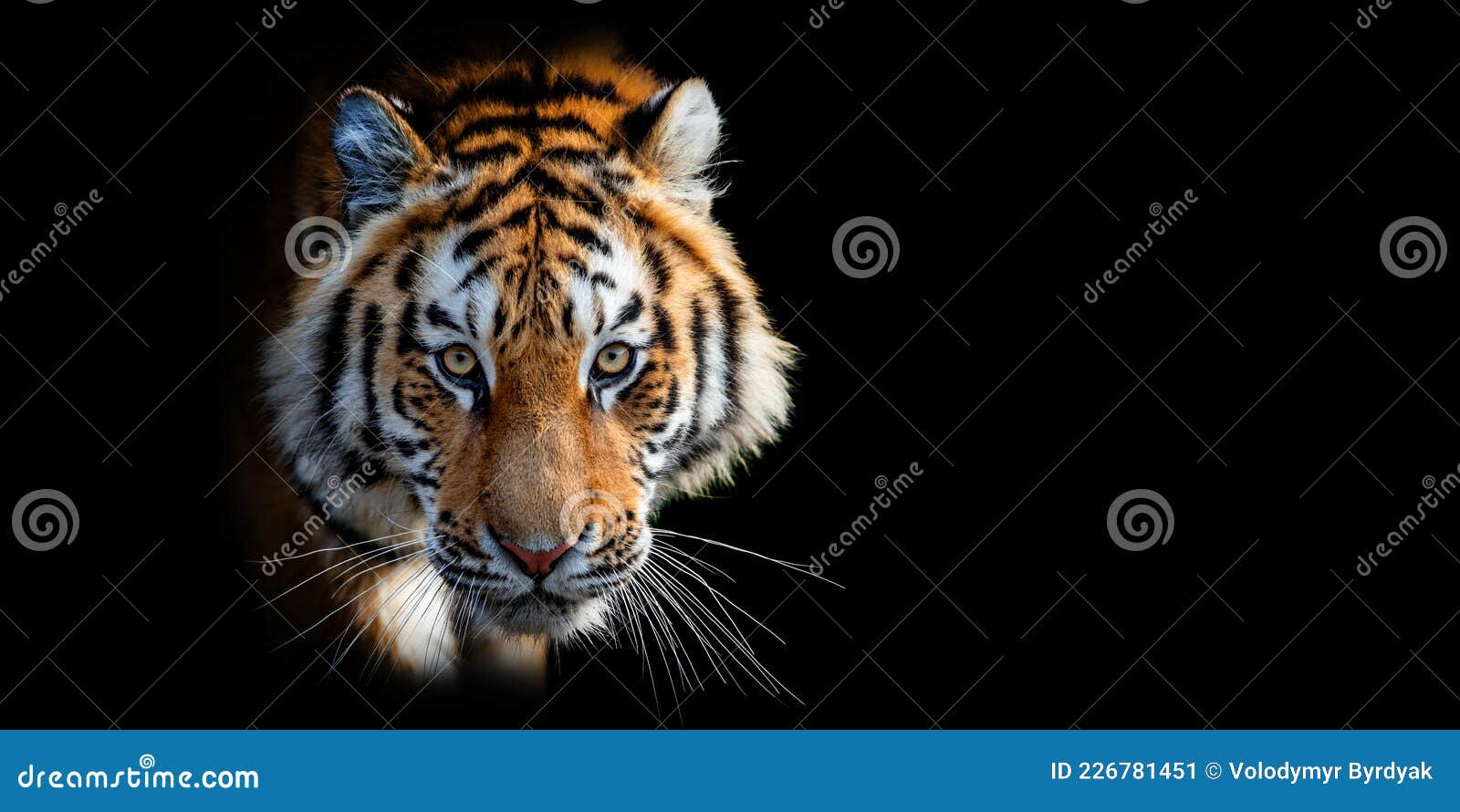Close Up Tiger Face Profile Royalty-Free Stock Photography ...