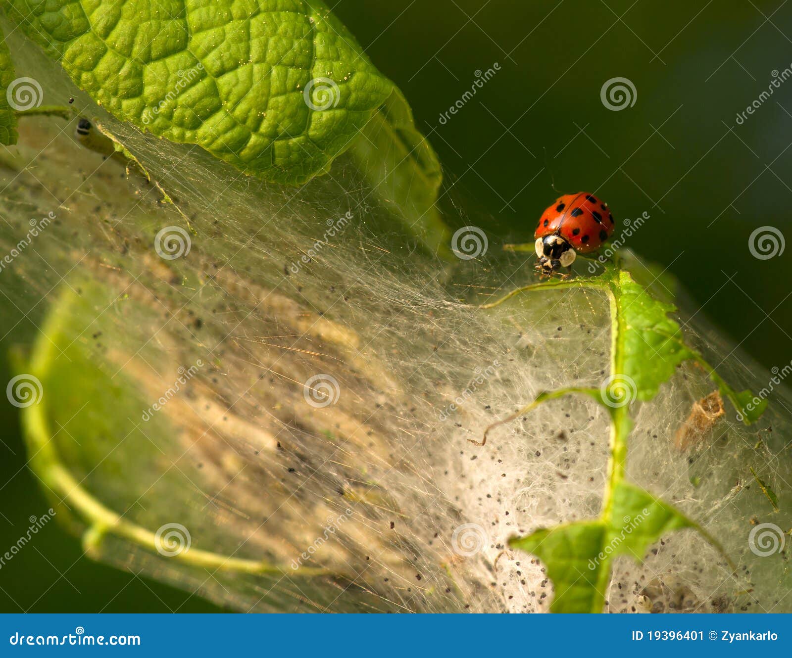Close To a Ladybeetle and a Lot of Canker Worms Stock Image - Image of ...