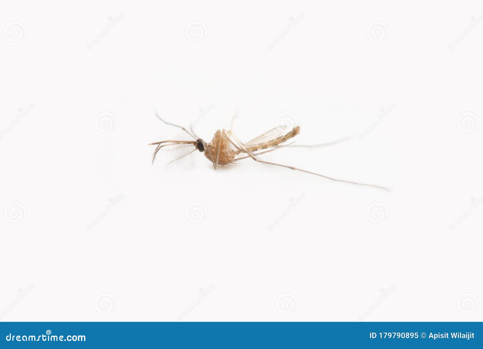 Mosquito Dead By Mosquito Killer. Royalty-Free Stock Photography ...
