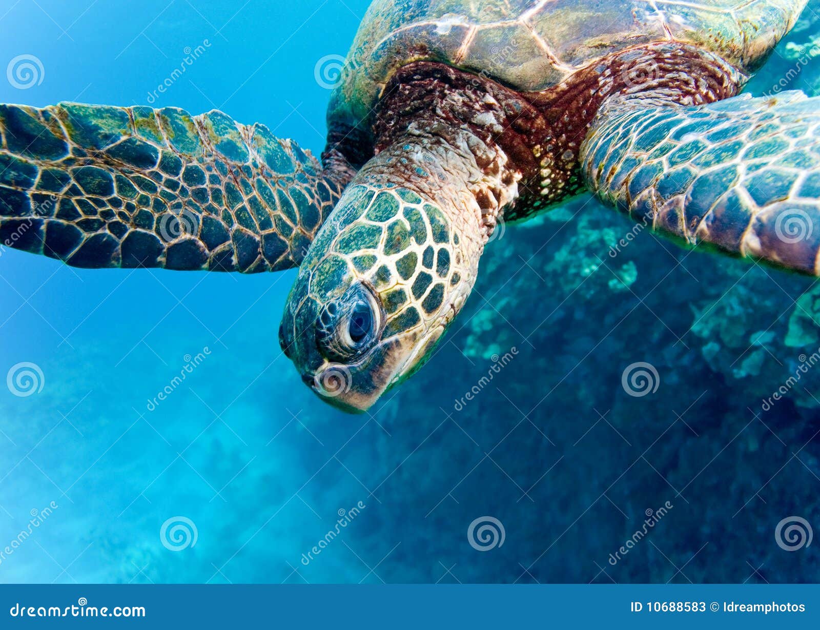 Close turtle stock image. Image of threatened, natural - 10688583