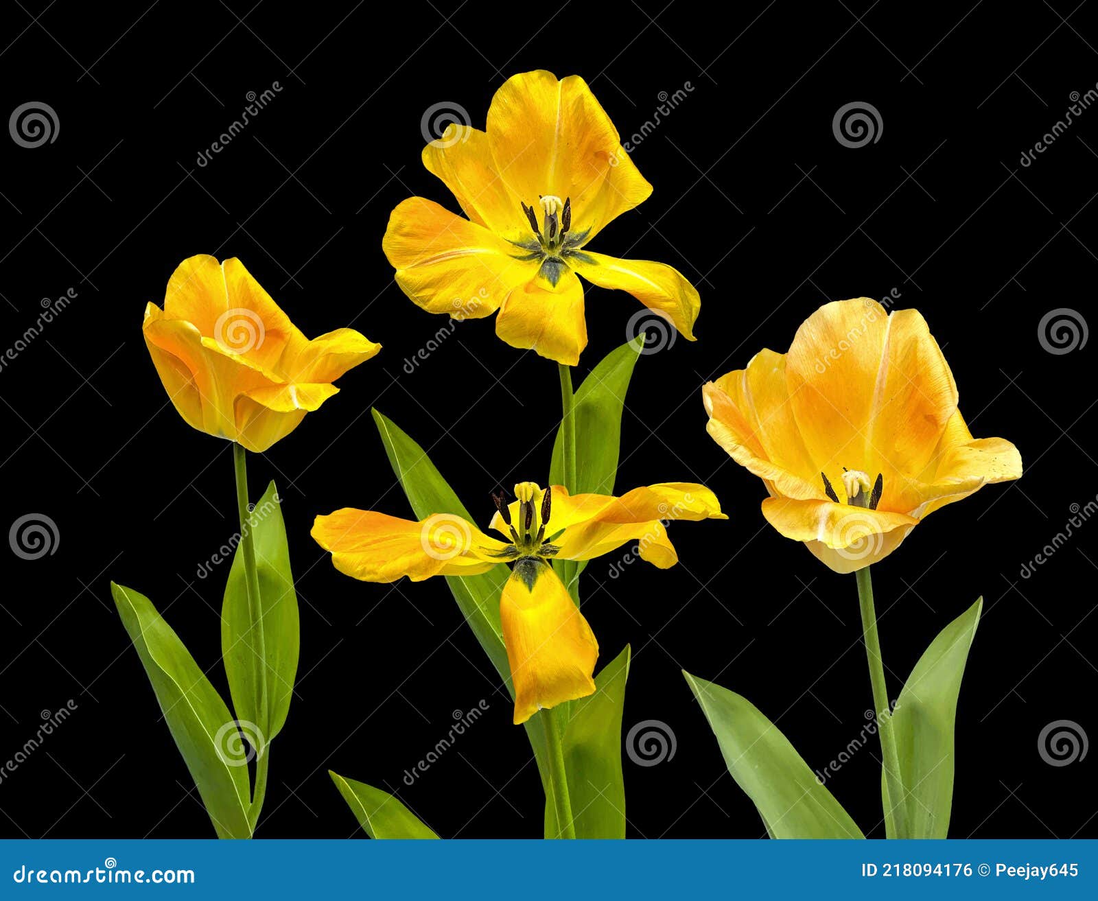 Glorious springtime tulips stock photo. Image of nature - 218094176