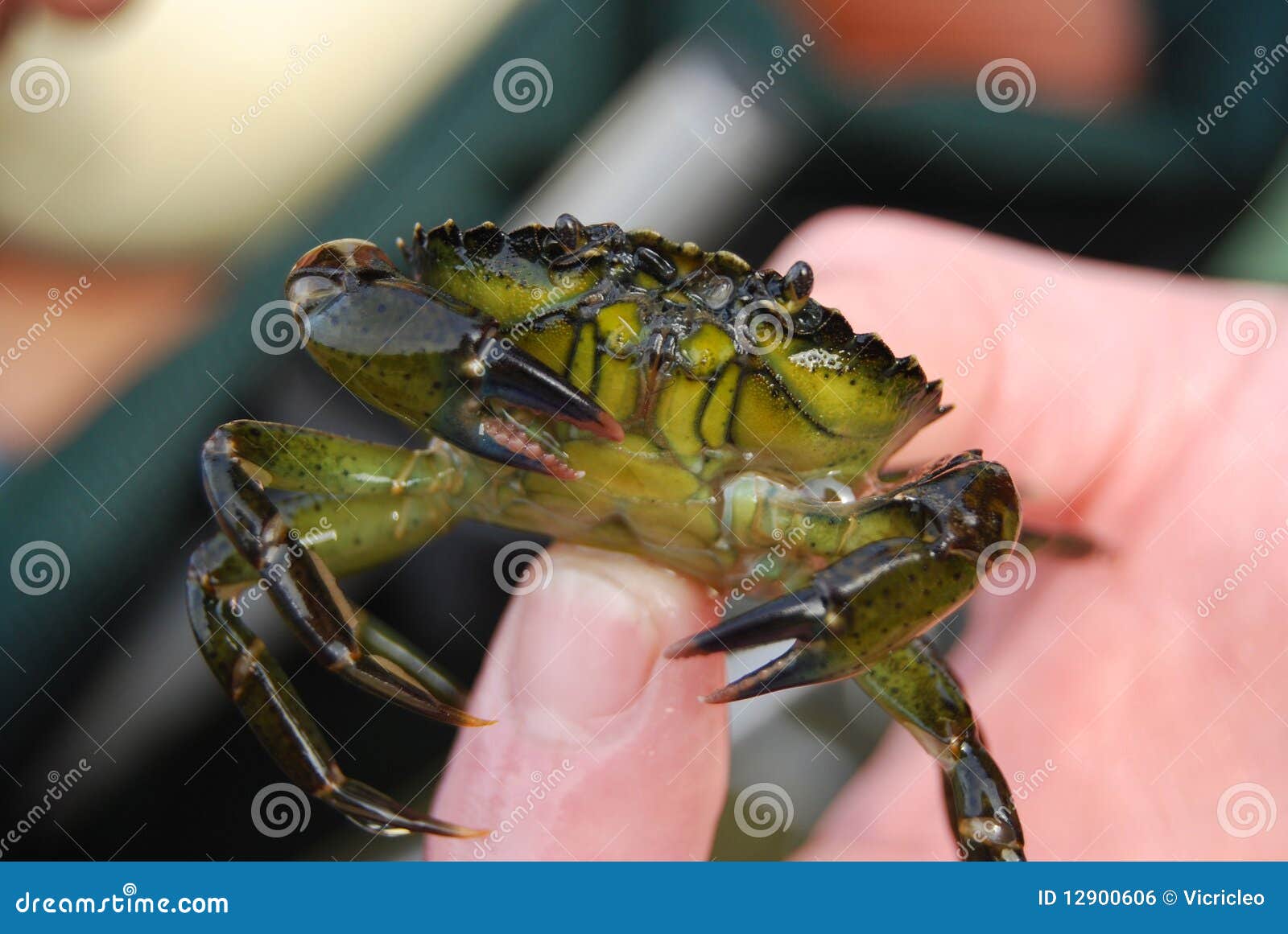Close up stock photo. Image of water, marine, crustacean - 12900606