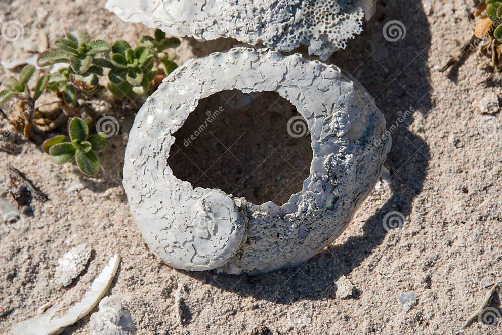 Close Up of Abalone Shells on a Beach Stock Image - Image of cape ...